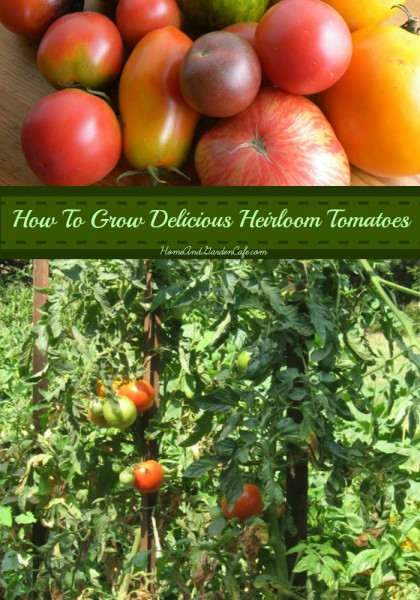 5 Tips For Growing Heirloom Tomatoes - The Home and Garden Cafe
