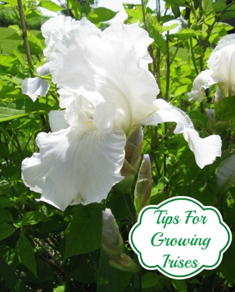 5 Tips for Growing Beautiful Irises - The Home and Garden Cafe
