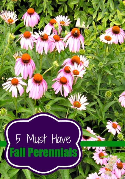 5 Must Have Fall Perennials - The Home and Garden Cafe