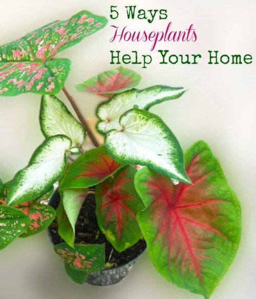 5 Ways Houseplants Help Your Home - The Home and Garden Cafe