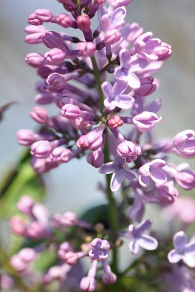 How to Get Beautiful Lilac Blooms - The Home and Garden Cafe