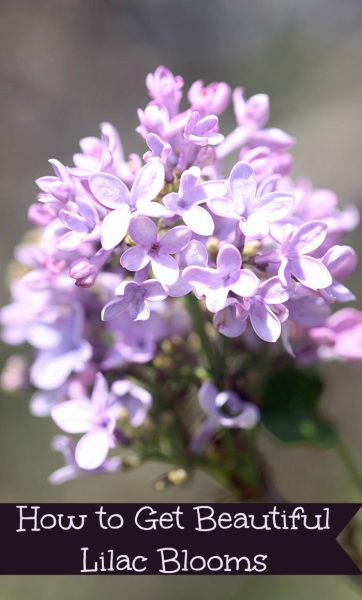 How to Get Beautiful Lilac Blooms - The Home and Garden Cafe
