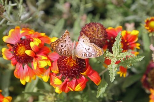 Desert Botanical Garden In Phoenix Arizona - The Home and Garden Cafe